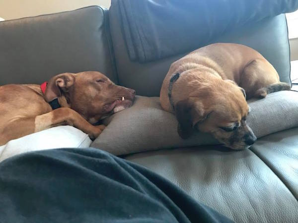 The Dog With A Curved, Warped Face Always Longs For A Loving Home