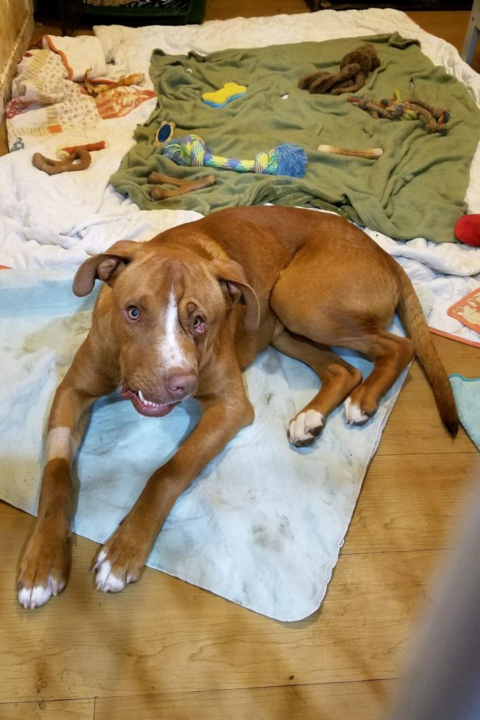 The Dog With A Curved, Warped Face Always Longs For A Loving Home