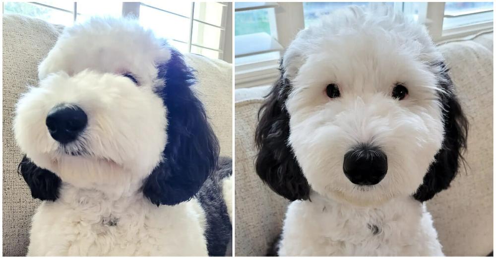 Snoopy in real life: dog named Bayley is the cartoon dog’s identical ...